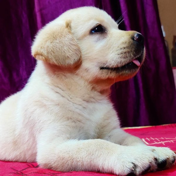 Purebred Labs VS Mixed Labs - How To Tell Them Apart? - The Goody Pet