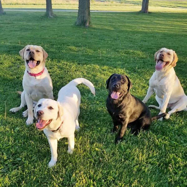 Purebred Labs VS Mixed Labs - How To Tell Them Apart? - The Goody Pet