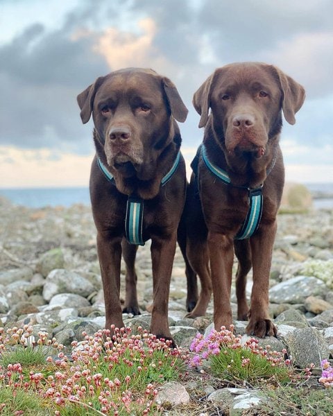 Purebred Labs VS Mixed Labs - How To Tell Them Apart? - The Goody Pet