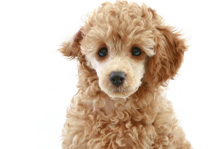 Apricot Poodle - Your Complete Breed Guide - The Goody Pet