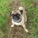 16 Fascinating Colors And Patterns Of A Pug - The Goody Pet