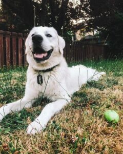 Akbash Dog - Your Complete Breed Guide - The Goody Pet