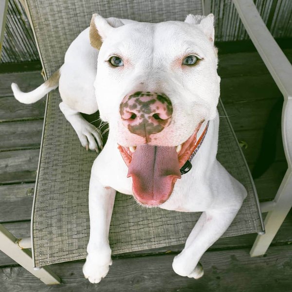 American Bulldog Lab Mix - Your Complete Breed Guide To American ...