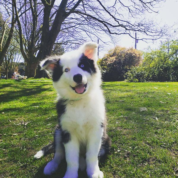 Australian Shepherd Husky Mix - Your Complete Breed Guide To The Aussie ...