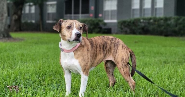 Beagle Pitbull Mix - Your Complete Breed Guide To The Beaglebull - The ...