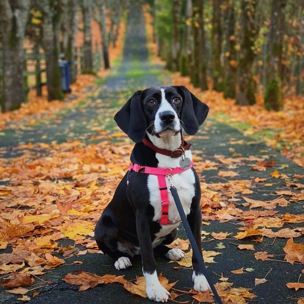Black And White Beagle - Your Complete Breed Guide - The Goody Pet