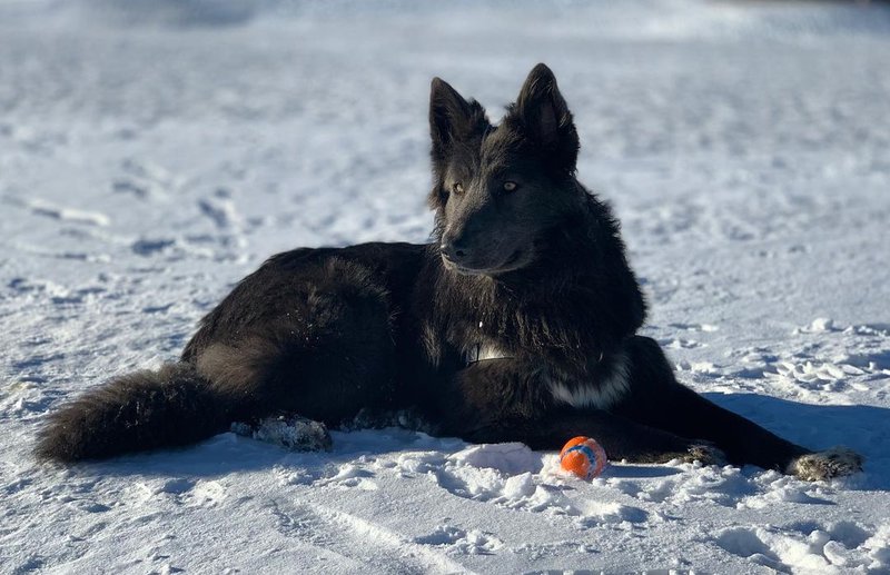 Blue German Shepherd - Your Complete Breed Guide - The Goody Pet