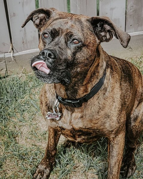 Boxer Rottweiler Mix - Your Complete Breed Guide To The Boxweiler - The ...