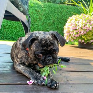 Brindle Pug: A Complete Guide To This Pug Breed - The Goody Pet