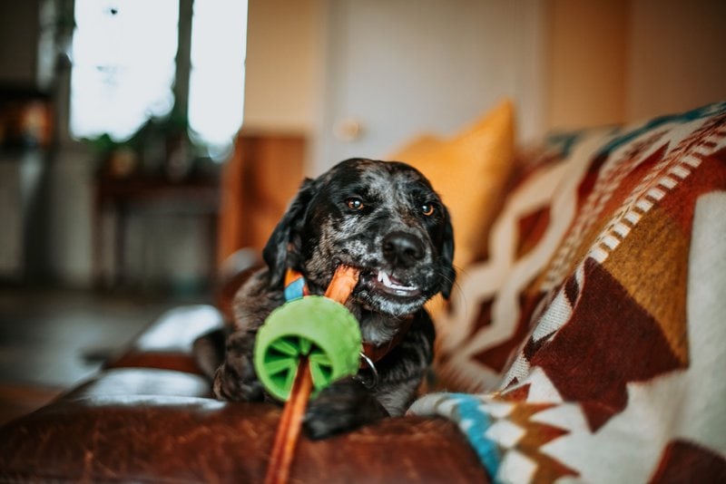 Catahoula Leopard Dog 101: Ultimate Guide + FAQs - The Goody Pet