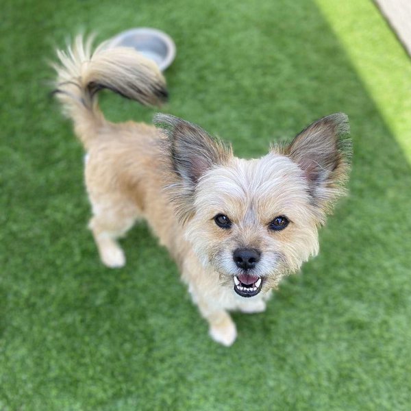 Chihuahua Yorkie Mix - Your Complete Breed Guide To o The Chorkie Dog ...