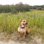 What Is A Corgi Pitbull Mix? A Complete Guide To Corgi Pit - The Goody Pet