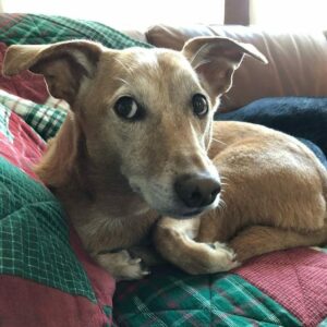 What Is A Corgi Lab Mix? A Complete Guide To Corgidor - The Goody Pet