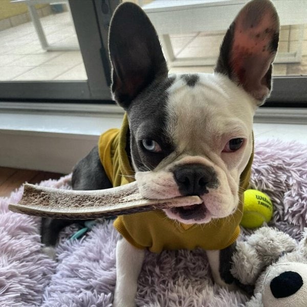Can Dogs Chew On Deer Antlers Is It Safe The Goody Pet