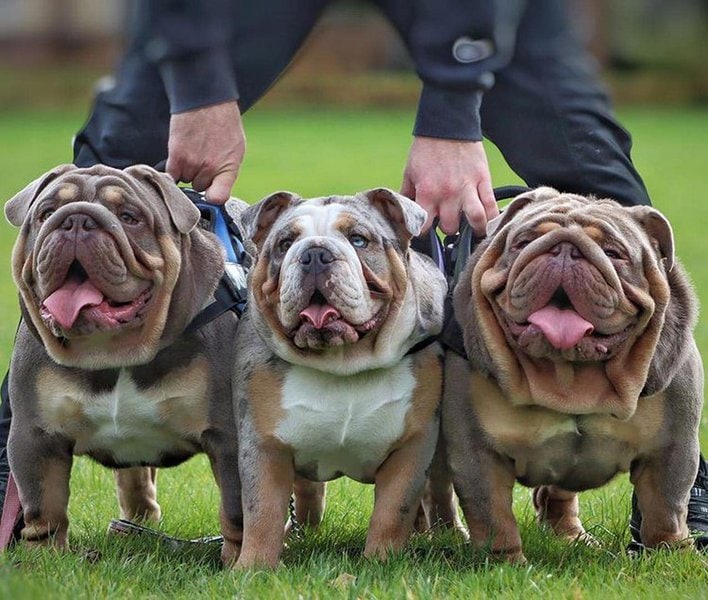 How Much Does A Bulldog Cost (Updated January 2026) - The Goody Pet