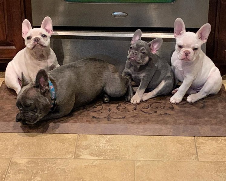 French Bulldog - Your Complete Breed Guide To The French Bully - The ...