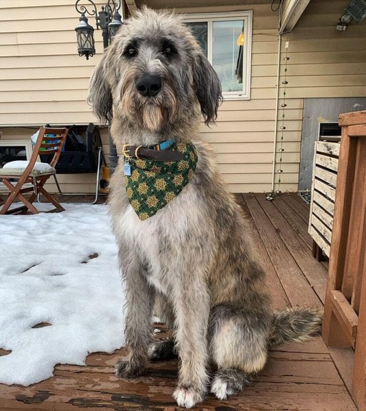 Poodle Irish Wolfhound Mix