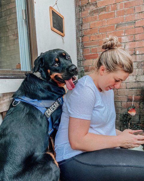 Labrador Rottweiler Mix - Your Complete Labrottie Breed Guide - The ...