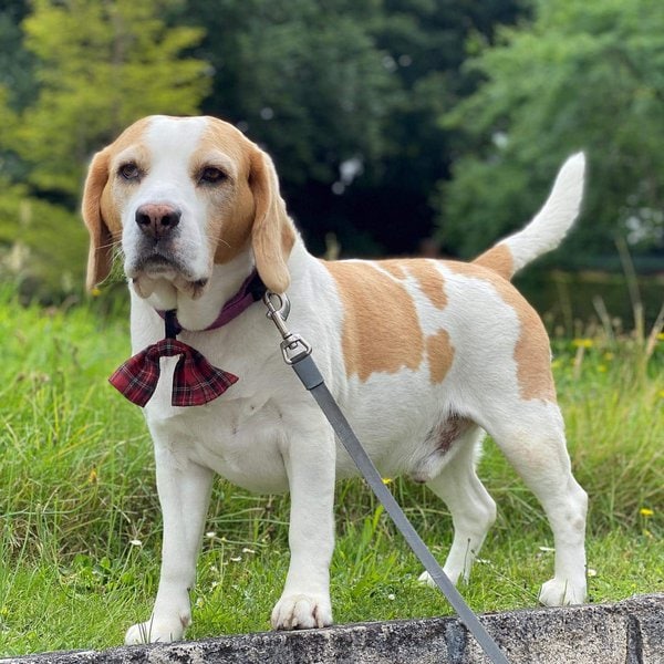 Lemon Beagle - Your Complete Breed Guide - The Goody Pet