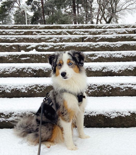Miniature American Shepherd - Your Complete Breed Guide - The Goody Pet