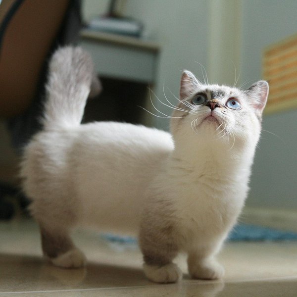 Munchkin Cat 101: Ultimate Guide + FAQs - The Goody Pet