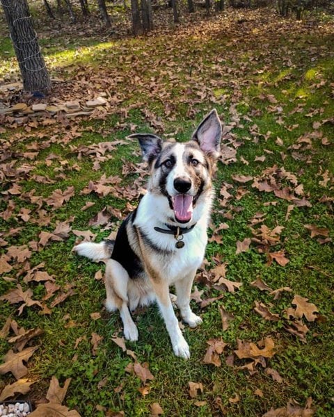 Panda German Shepherd - Your Complete Breed Guide - The Goody Pet