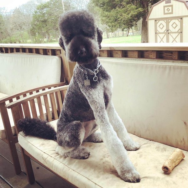 Phantom Goldendoodle - Your Complete Breed Guide - The Goody Pet