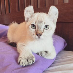 Polydactyl Cat 101: Ultimate Guide + FAQs - The Goody Pet