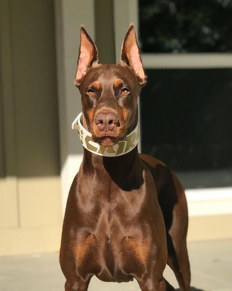 Red Doberman - Your Complete Breed Guide - The Goody Pet