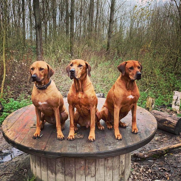 How Much Does A Rhodesian Ridgeback Cost (October 2025) - The Goody Pet