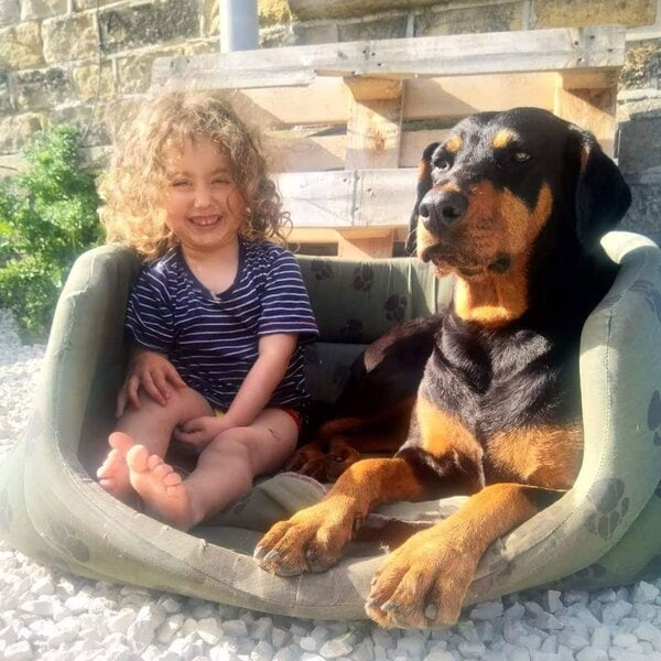 Doberman Rottweiler Mix - Your Complete Breed Guide To The Rotterman ...