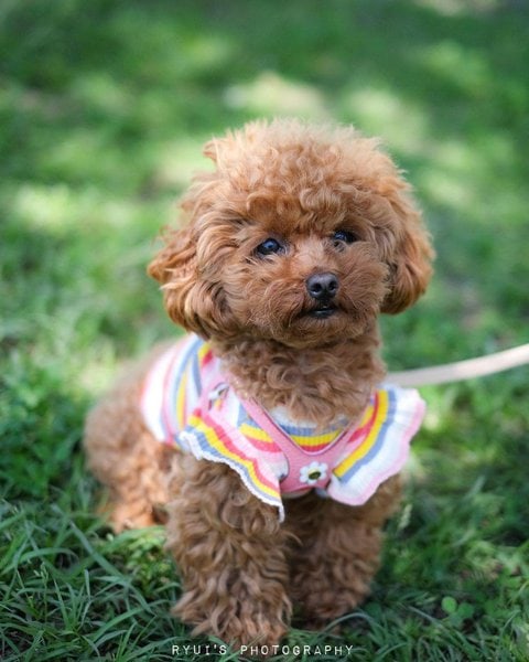 Teacup Poodle - Your Complete Breed Guide - The Goody Pet