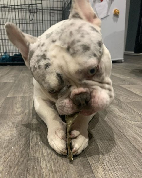 Can Dogs Eat Fish Skin? Check Out These Varieties Your Dog May Like ...