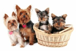 What Does A Yorkie Look Like? Different Yorkie Variants - The Goody Pet