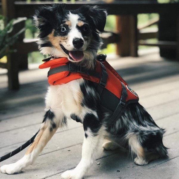 Toy Australian Shepherd - Your Complete Breed Guide - The Goody Pet