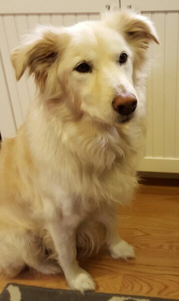 White Australian Shepherd - Your Complete Breed Guide - The Goody Pet