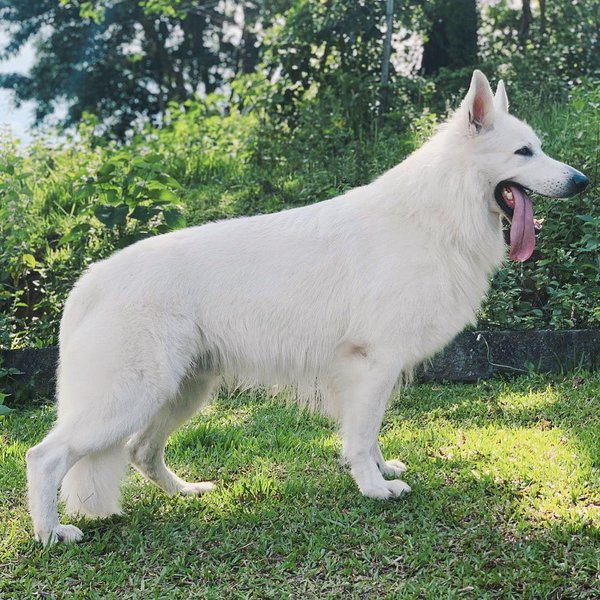 White German Shepherd - Your Complete Breed Guide - The Goody Pet