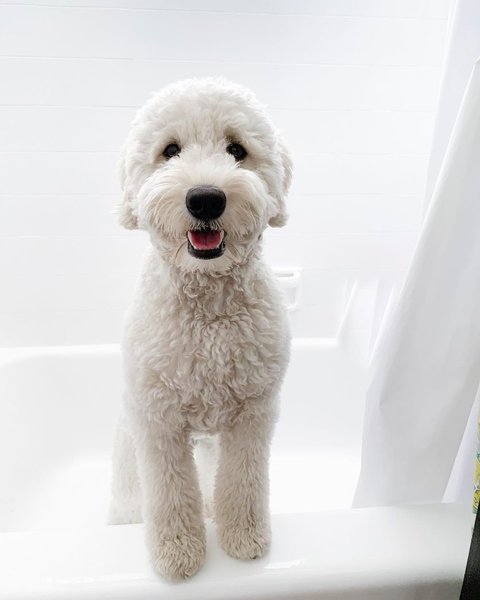 White Goldendoodle - Your Complete Breed Guide - The Goody Pet