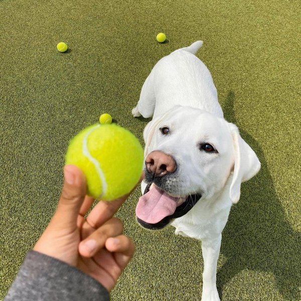 White Labrador - Your Complete Breed Guide - The Goody Pet