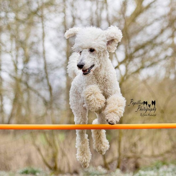 White Poodle - Your Complete Breed Guide - The Goody Pet