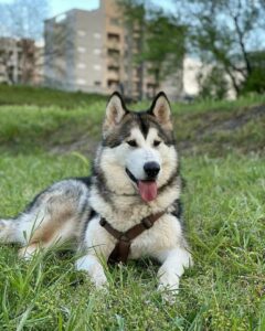 Alaskan Malamute Wolf - Your Complete Breed Guide To Wolamute - The ...