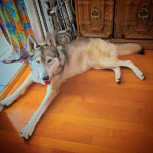 German Shepherd Wolf Mix - Your Complete Breed Guide - The Goody Pet