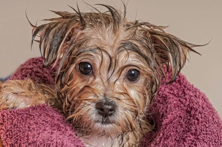 Do Yorkies Shed? A Complete Guide To Yorkie Shedding - The Goody Pet