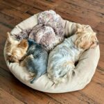 What Are Common Yorkie Skin Problems? Symptoms & Treatments - The Goody Pet