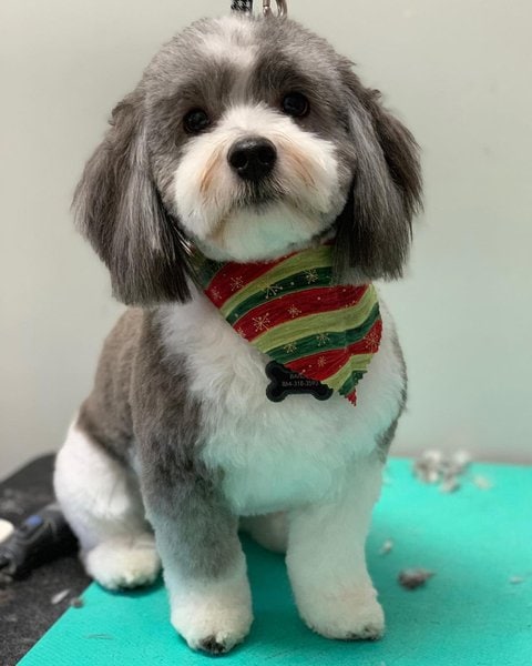 11 Havanese Haircuts That Would Make Your Pup A Star - The Goody Pet