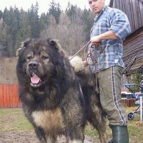 Caucasian Shepherd Dog - Your Complete Breed Guide To The Russian Bear ...