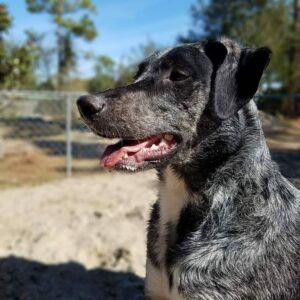 43 Australian Shepherd Mixes That You Never Knew Existed - The Goody Pet