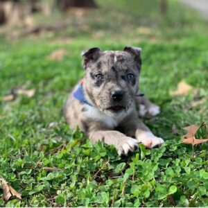 41 Pitbull Mixes That You Would Find Adorable - The Goody Pet