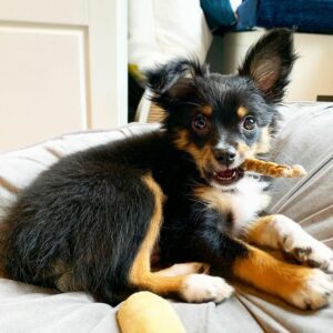 43 Australian Shepherd Mixes That You Never Knew Existed - The Goody Pet