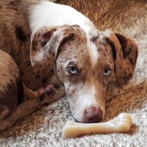 43 Australian Shepherd Mixes That You Never Knew Existed - The Goody Pet